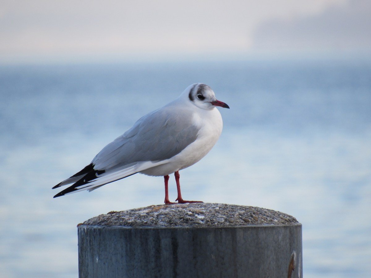 Buio e Luce – Una nuova prospettiva – No papaye